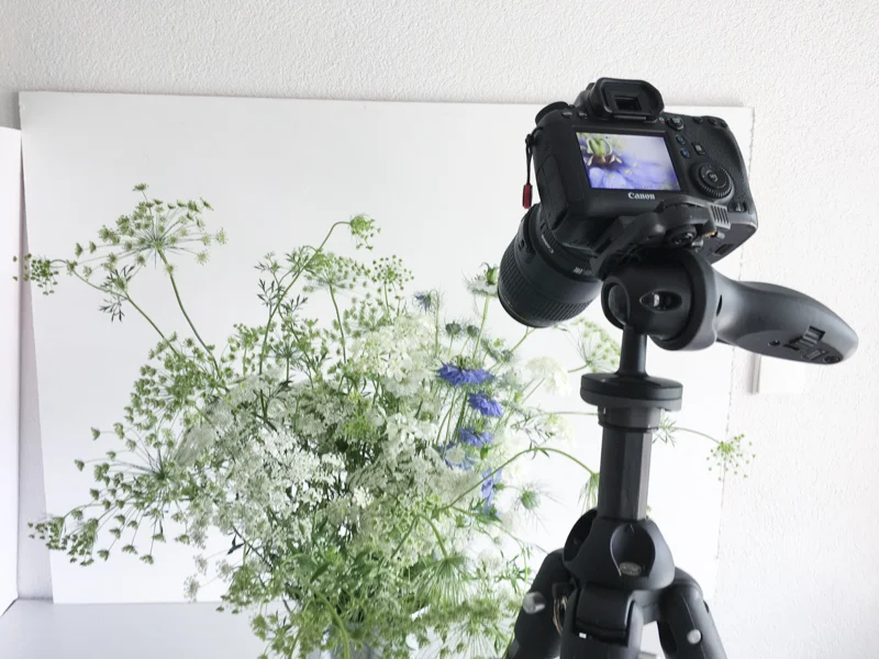 Week 17: 1 Ammi, 7 different photos — Emma Davies Photography