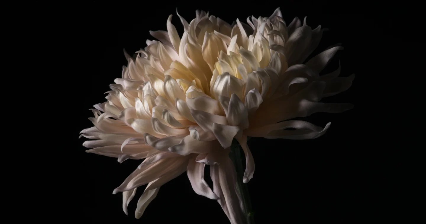 Fine Art Flower Photography — Emma Davies Photography
