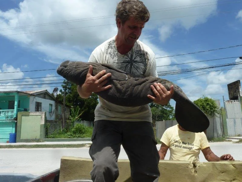 Manatee Program — Wildtracks