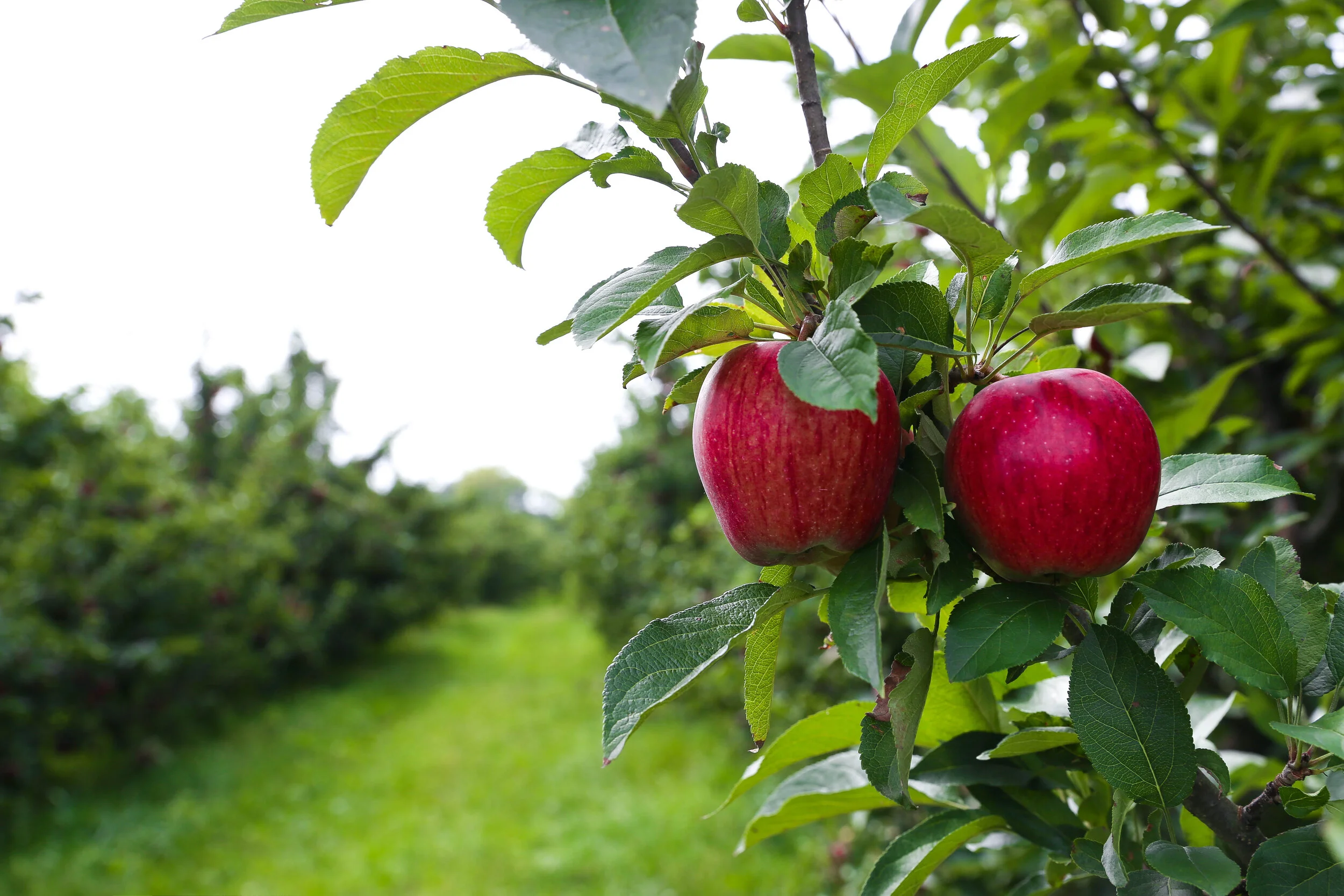 Wesler Cider at Dorothy Lane Markets — Edible Ohio Valley
