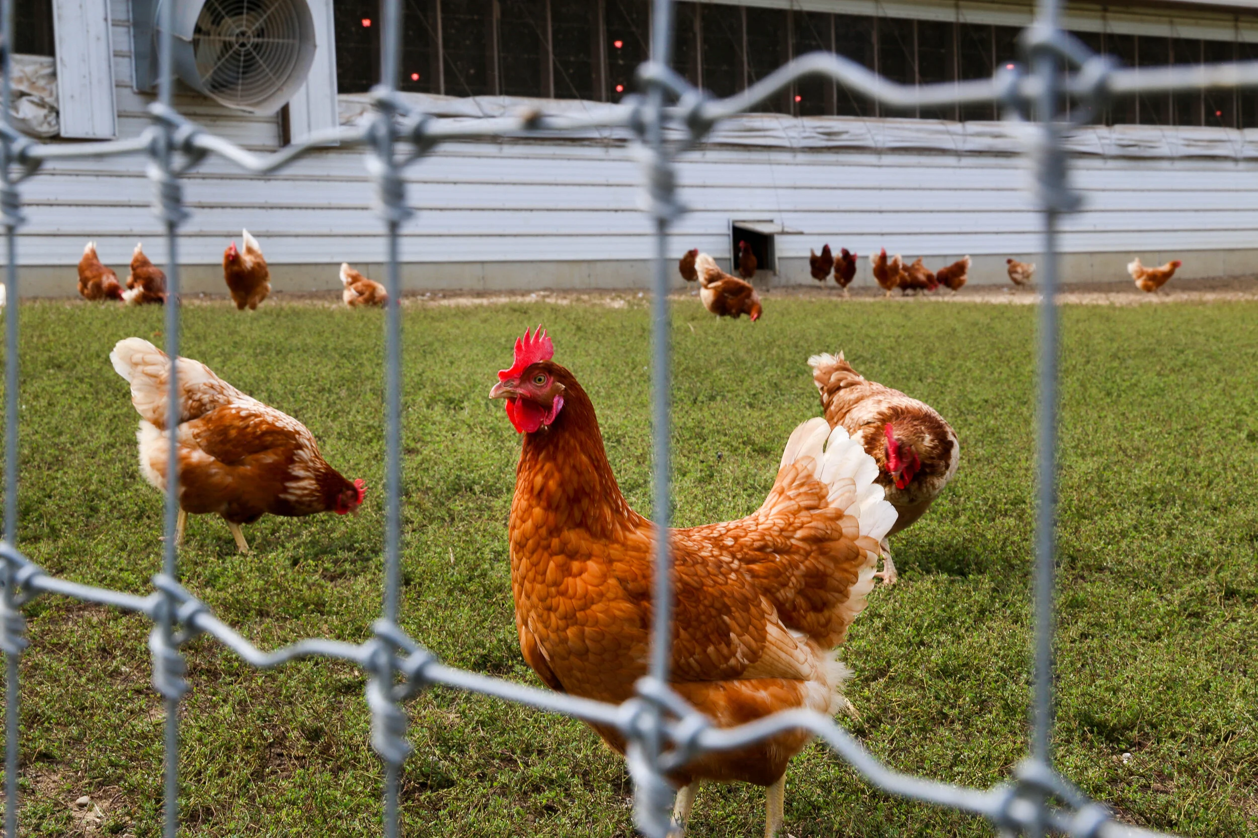 A Good (Organic) Egg — Edible Ohio Valley