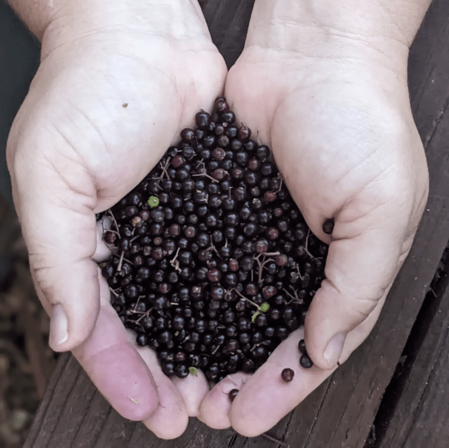 2025 CSA and Farm Share Guide — Edible Ohio Valley