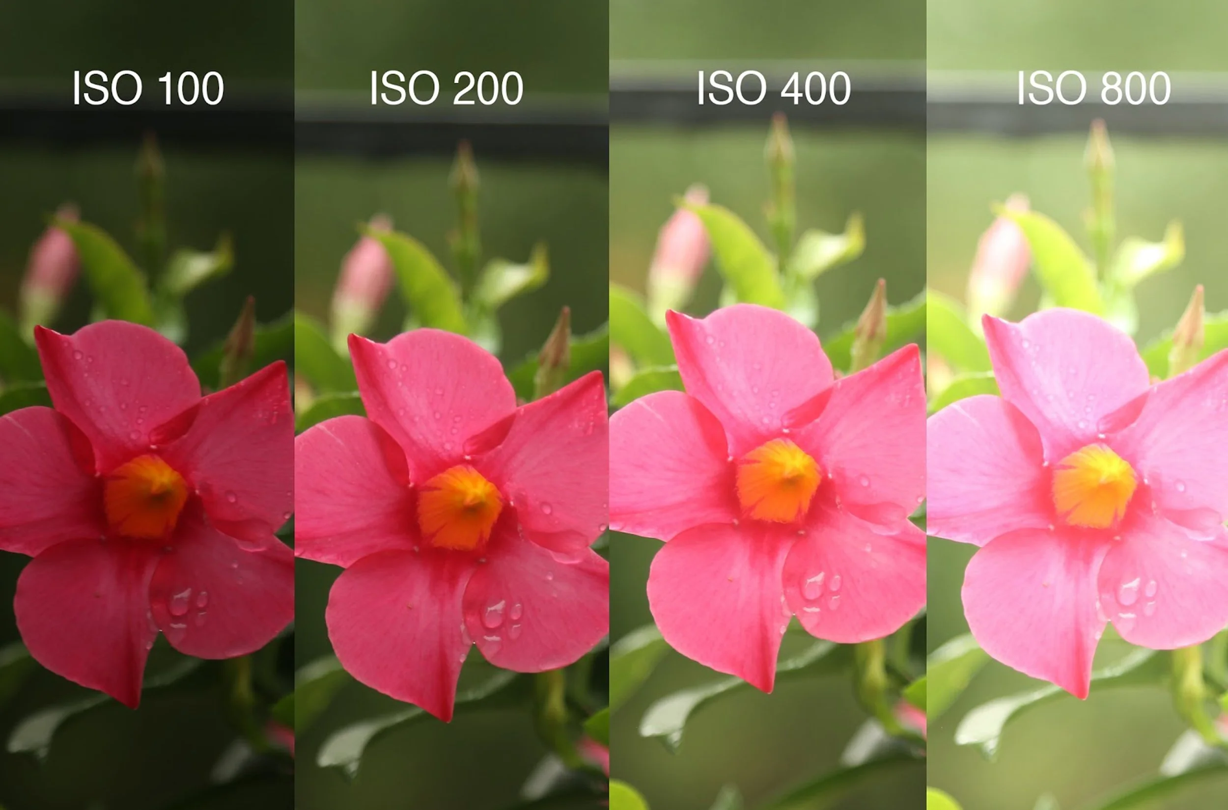 St-Amour Photographie Education et Coaching