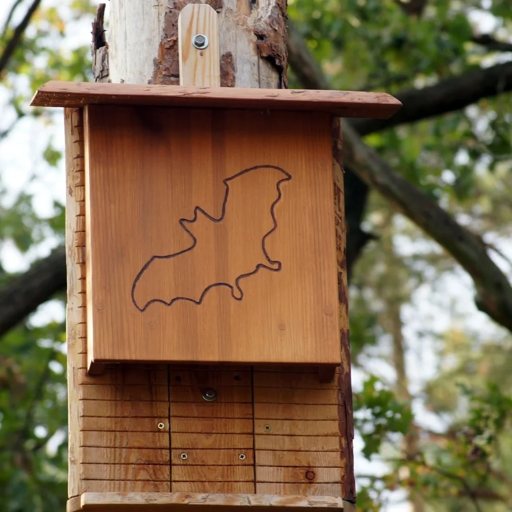 Endangered Bats and Construction Project Impacts — KERAMIDA Inc.