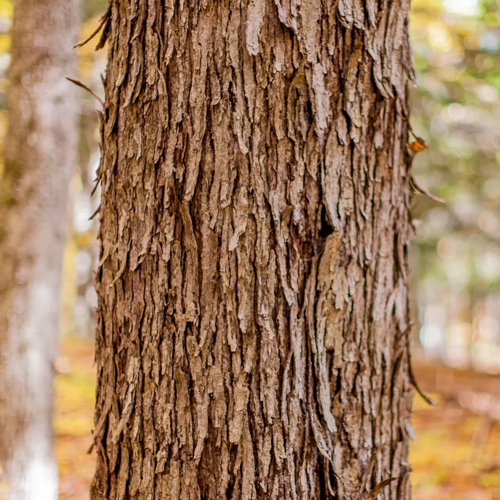 Endangered Bats and Construction Project Impacts — KERAMIDA Inc.
