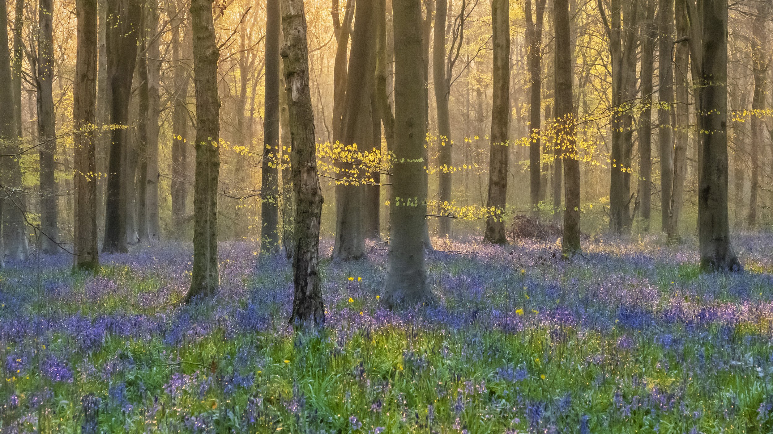 Paul Mitchell Photography