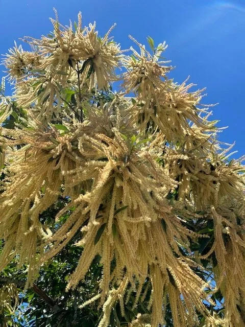 BOJO DO LUAR — Savio Soares Selections