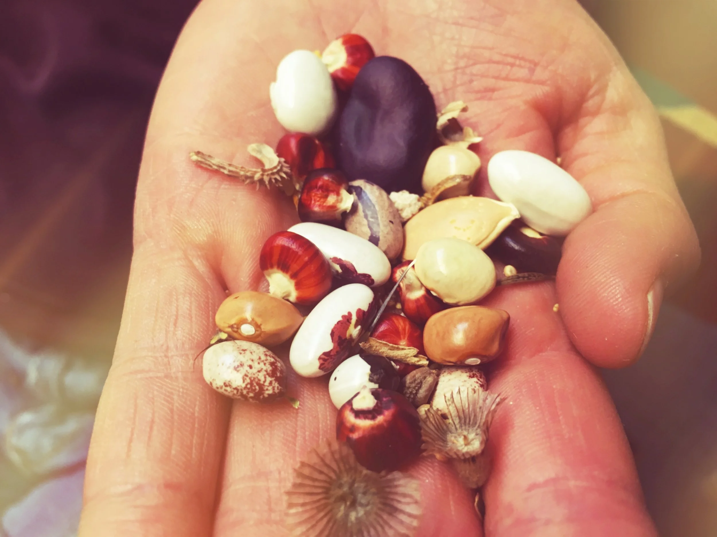 High Desert Seed + Gardens