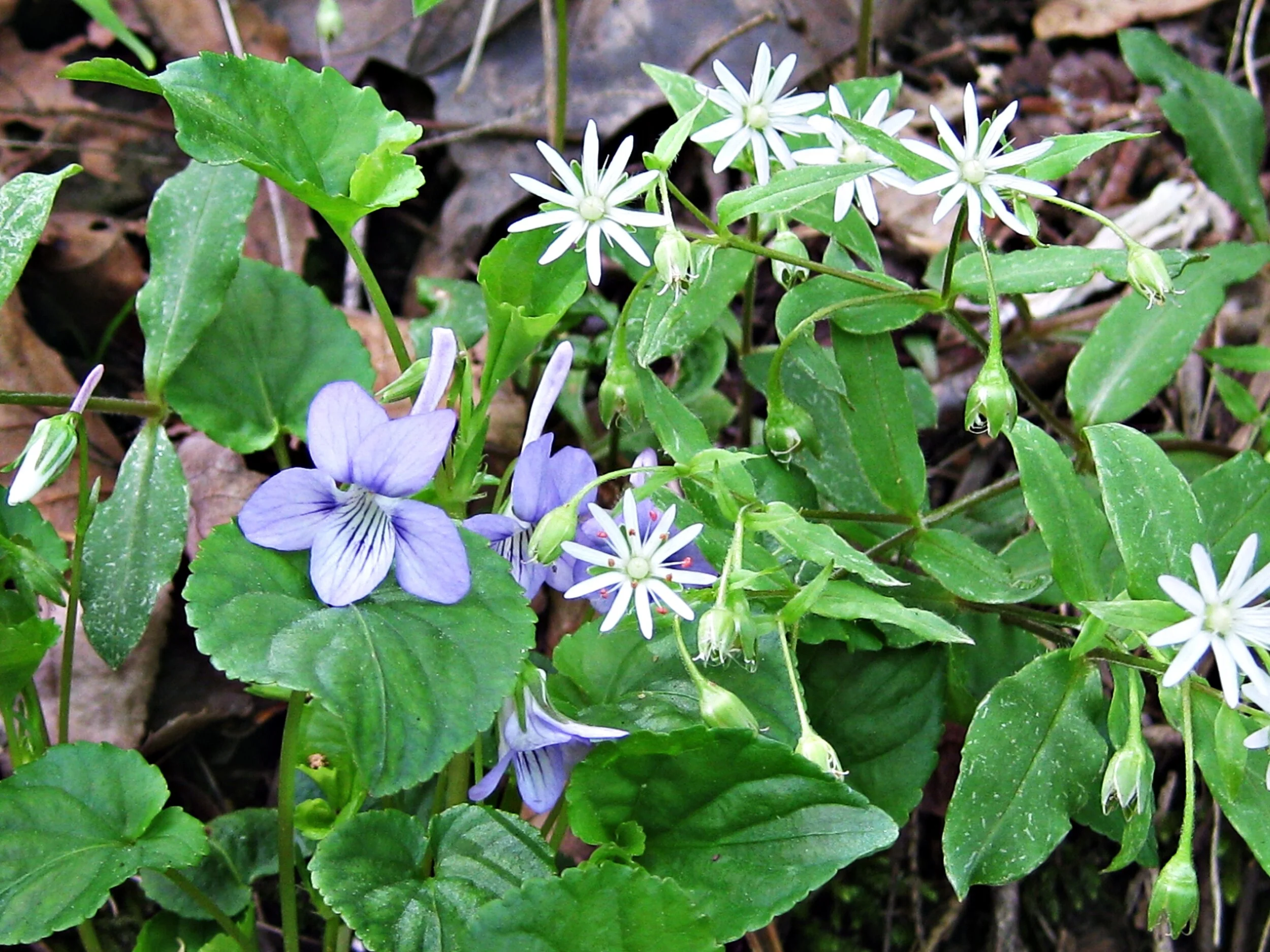 Grooming and Topicals Rita Hogan Canine Herbalist — Canine Herbalist