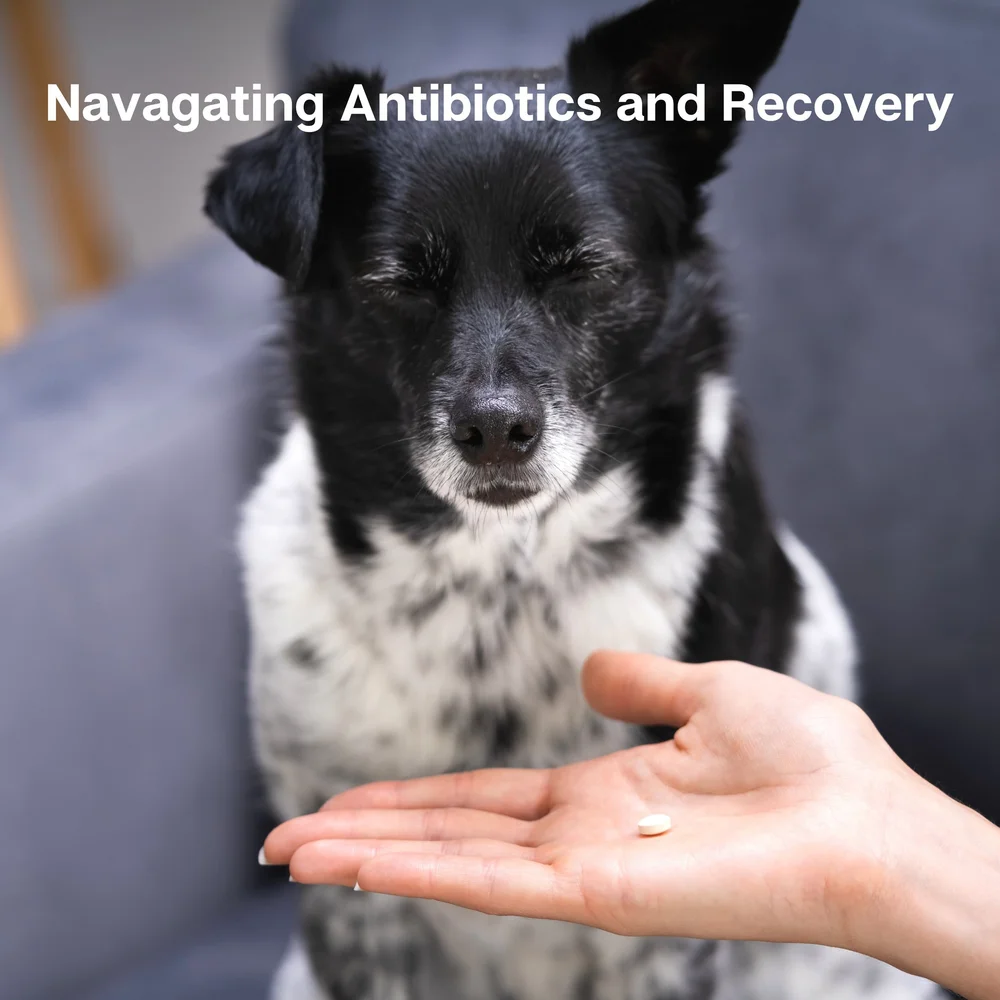 Antibiotics In Pet Stores