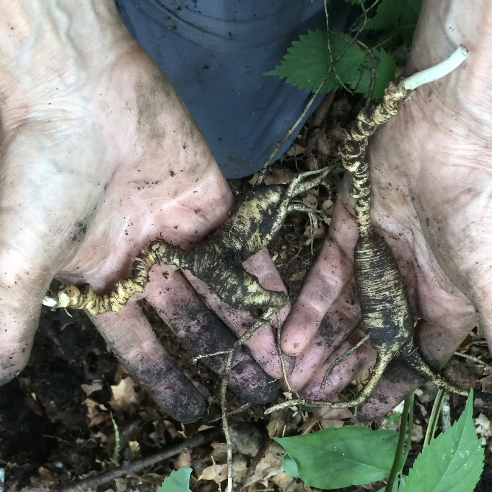 Great Northern Ginseng Co.