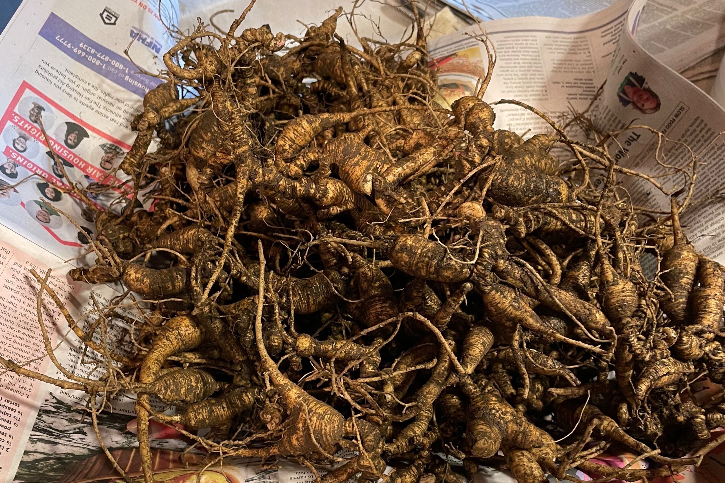 Great Northern Ginseng Co.