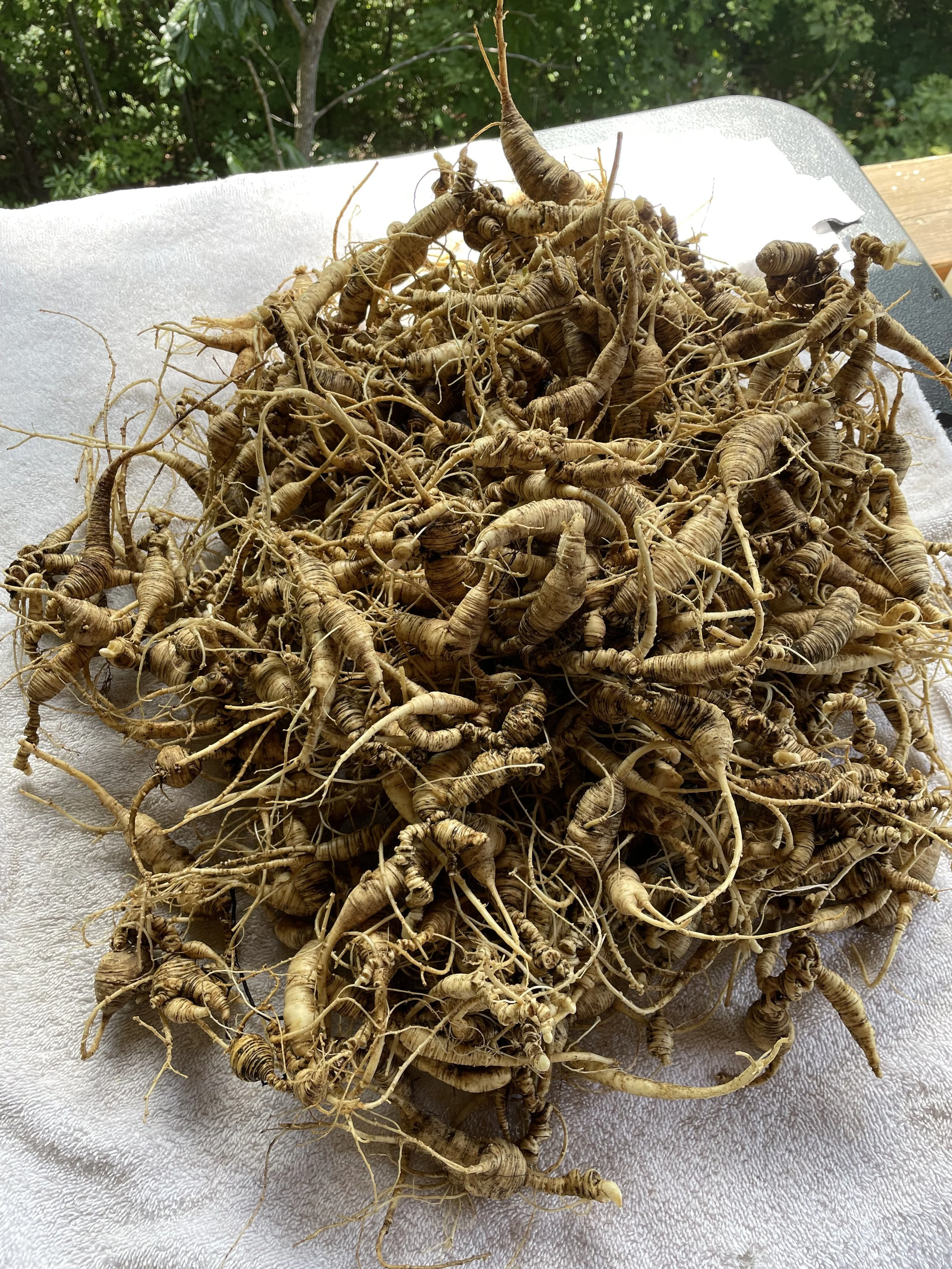 Great Northern Ginseng Co.
