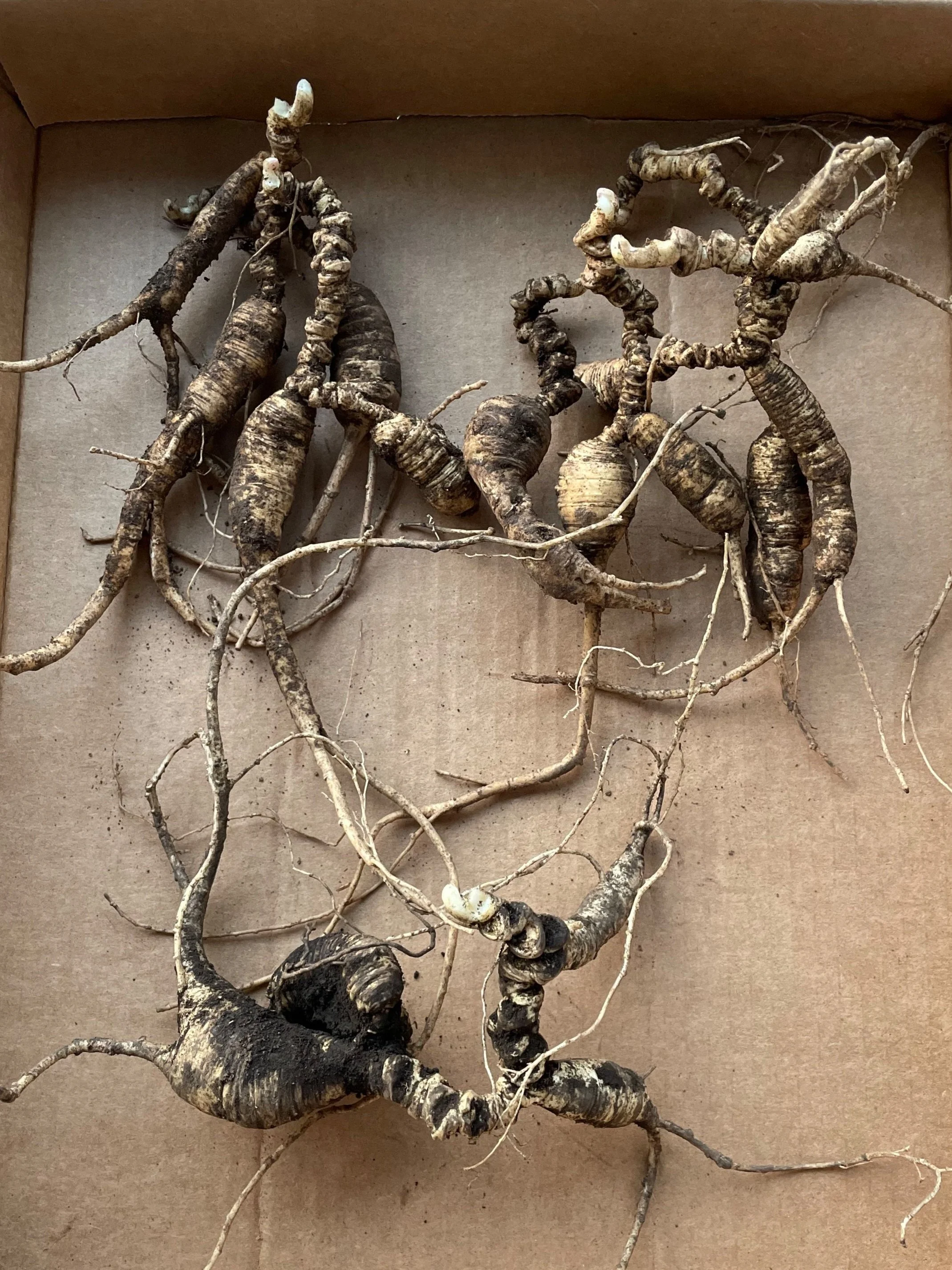 Great Northern Ginseng Co.