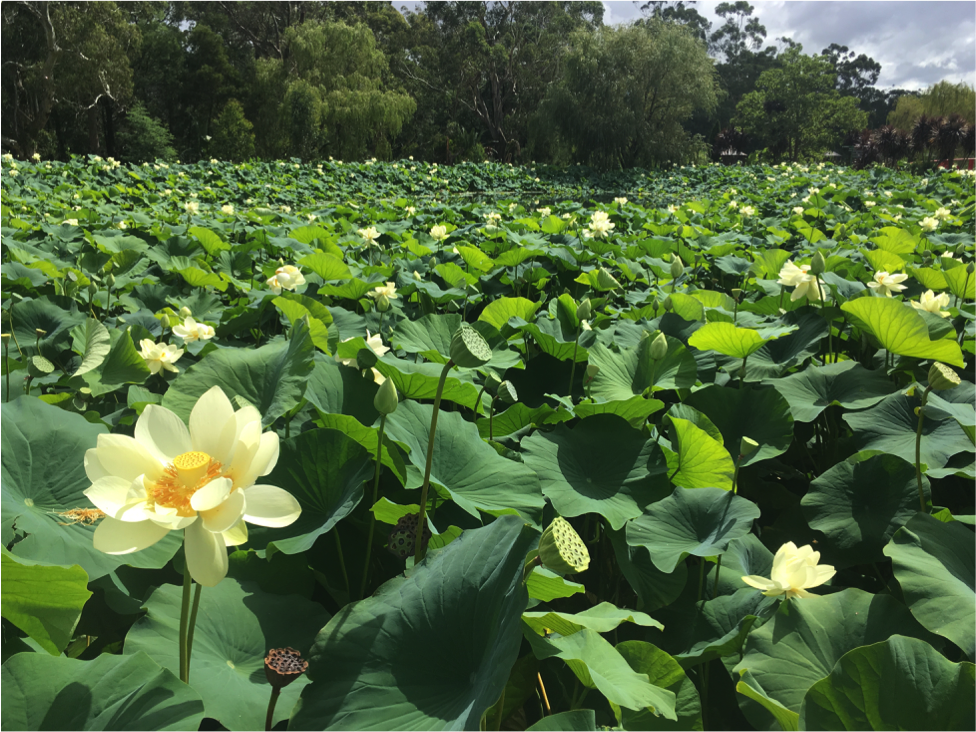 Lotus Flower Farm Melbourne | Best Flower Site