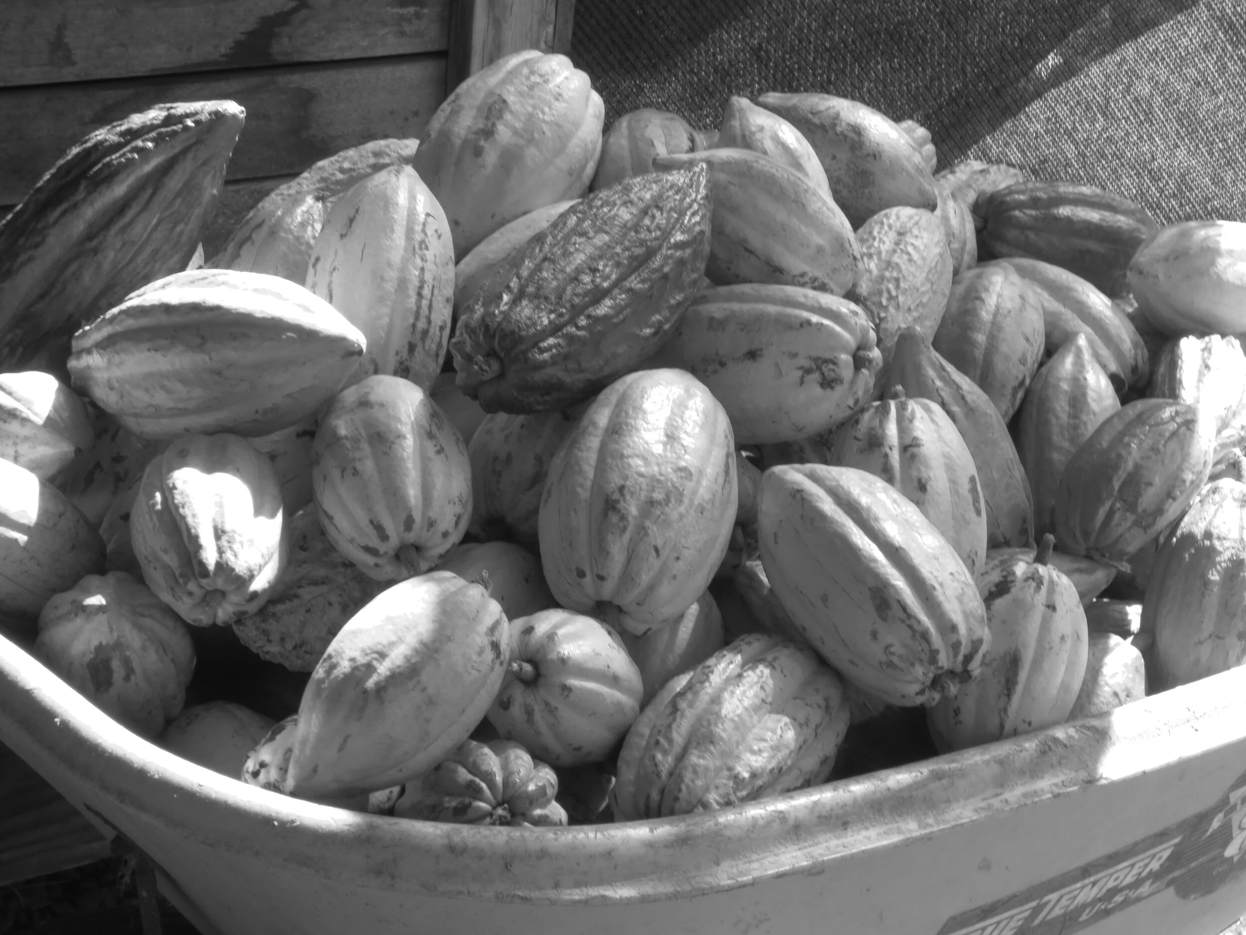 The Chocolate Project