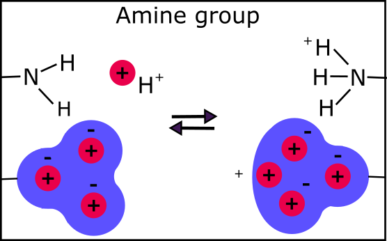 Polar and Charged Molecules — Online A level Biology Tutor