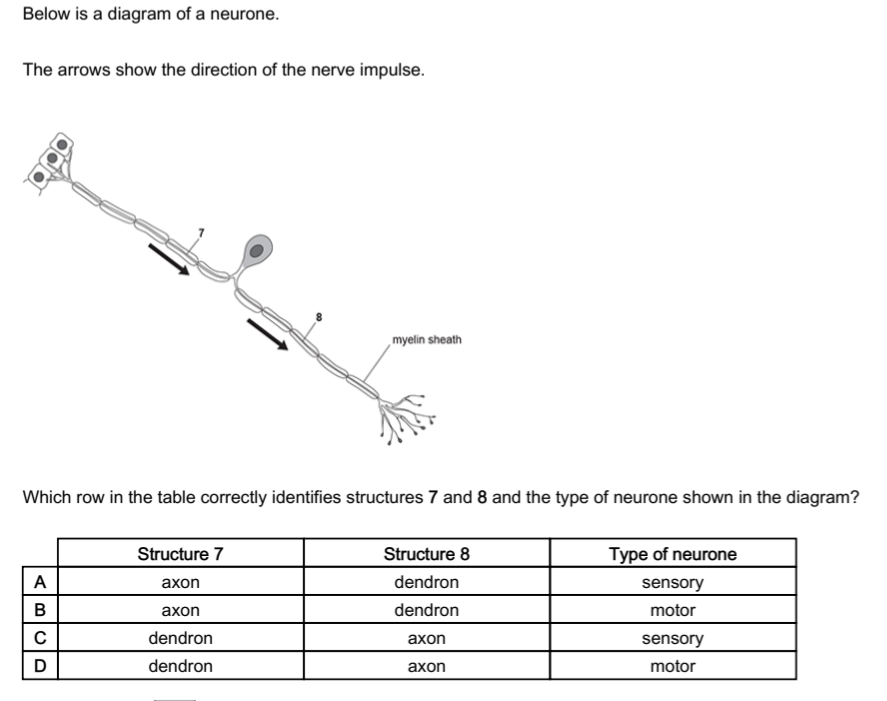 Mastering Neuronal Communication (OCR A 5.1.3 a-c): Common OCR A Level ...