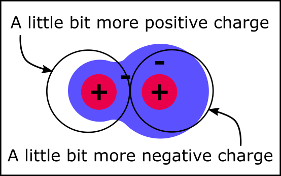 Polar and Charged Molecules — Online A level Biology Tutor