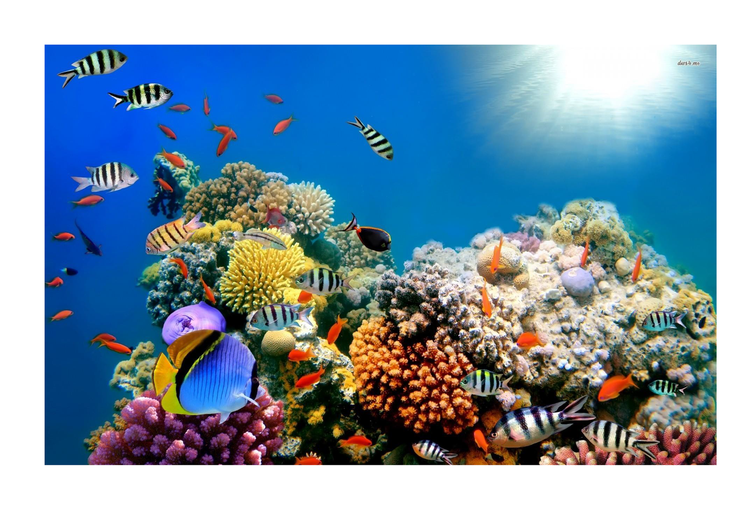 Calculating Simpsons Index of Biodiversity Exercise - A-level Biology ...