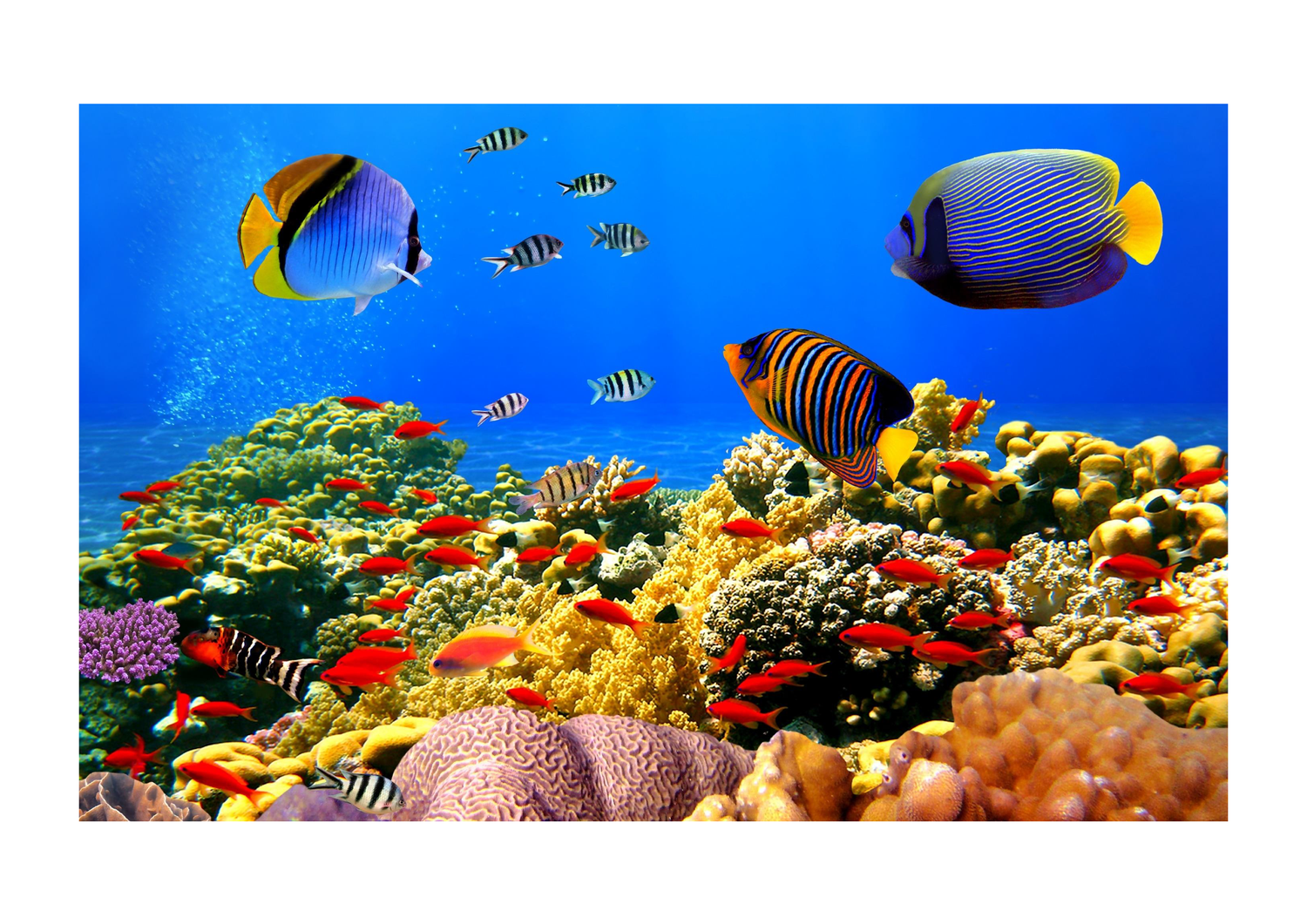 Calculating Simpsons Index of Biodiversity Exercise - A-level Biology ...