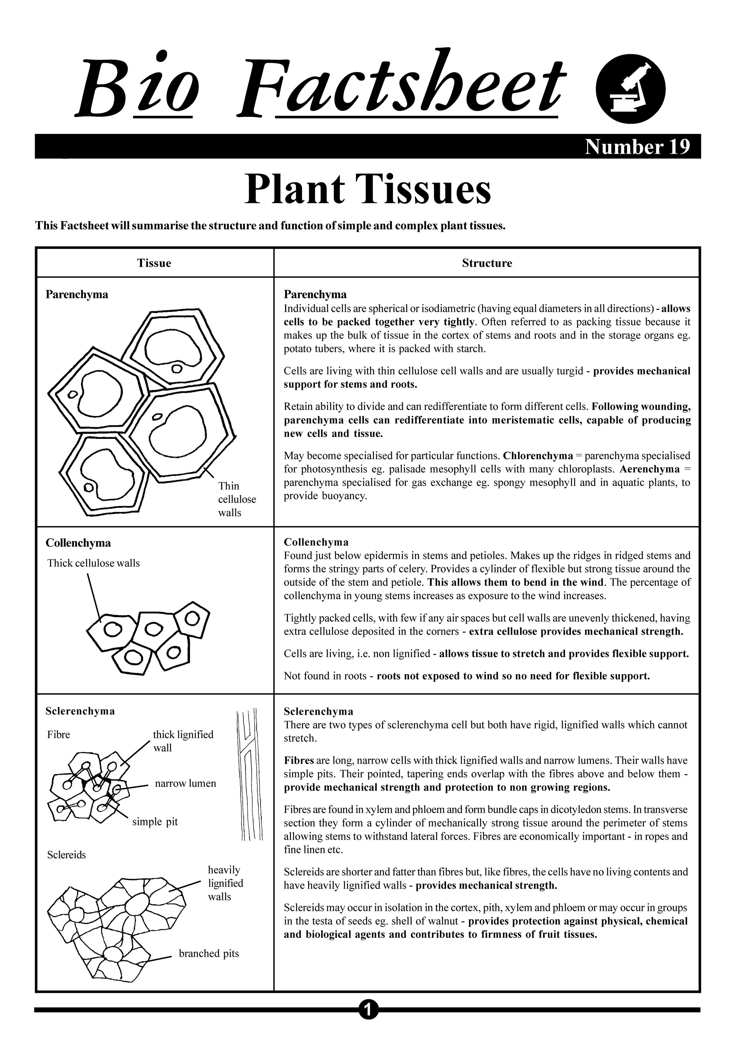 Plant transport Questions - Xylem/Phloem — Online A level Biology Tutor