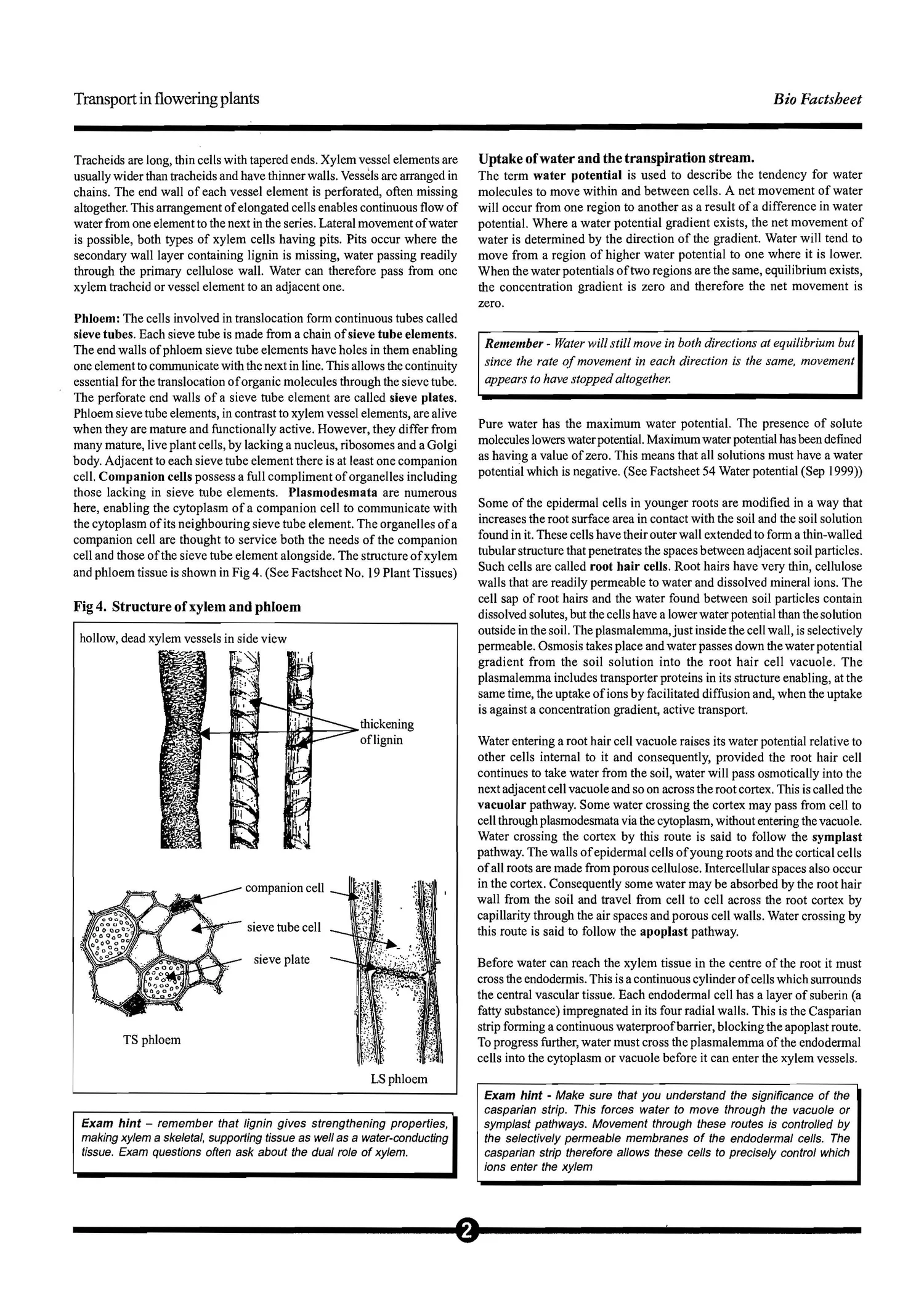 Plant transport Questions - Xylem/Phloem — Online A level Biology Tutor