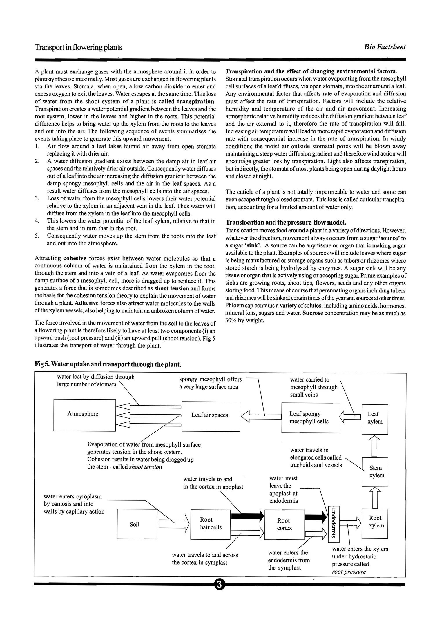 Plant transport Questions - Xylem/Phloem — Online A level Biology Tutor