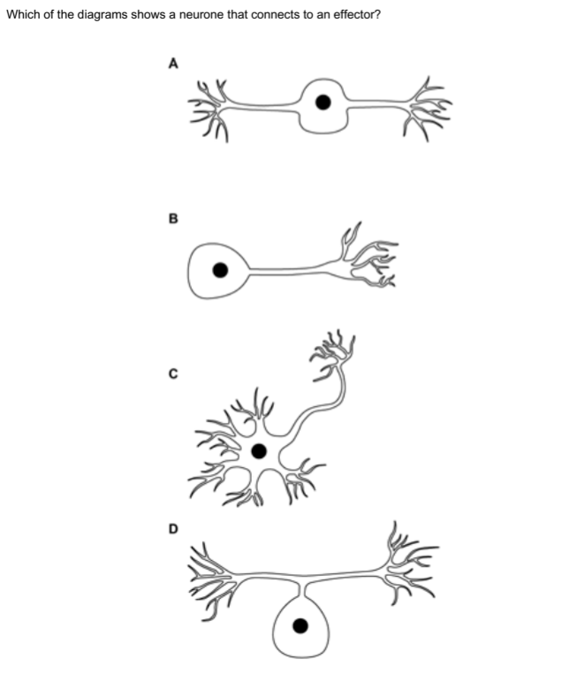Mastering Neuronal Communication (OCR A 5.1.3 a-c): Common OCR A Level ...