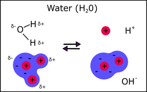 Polar and Charged Molecules — Online A level Biology Tutor