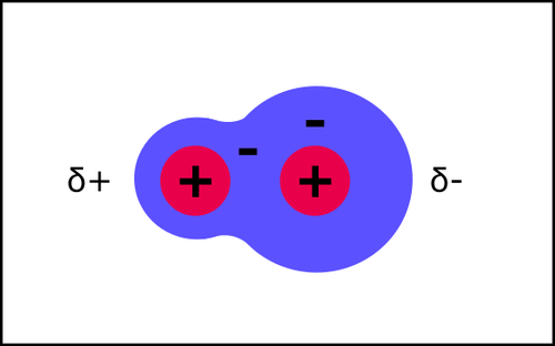 Polar and Charged Molecules — Online A level Biology Tutor