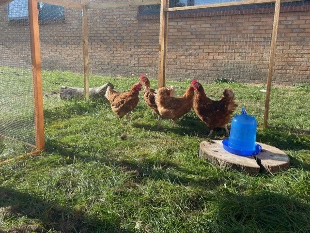 School pets and animals — William Harding School