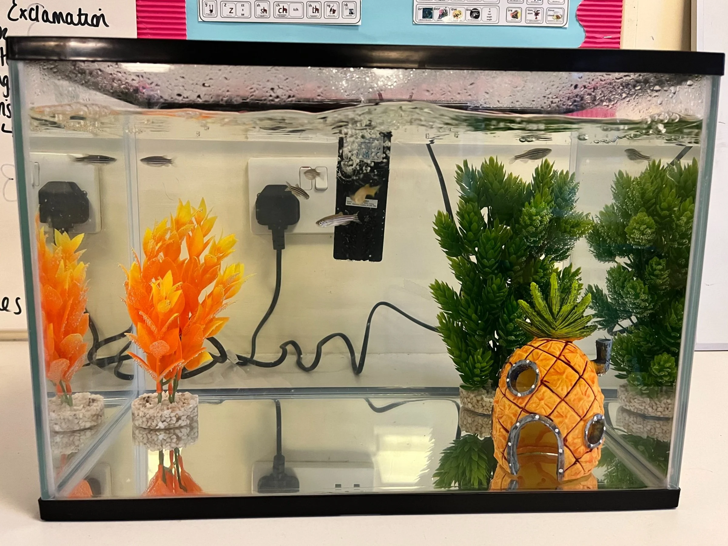 School pets and animals — William Harding School