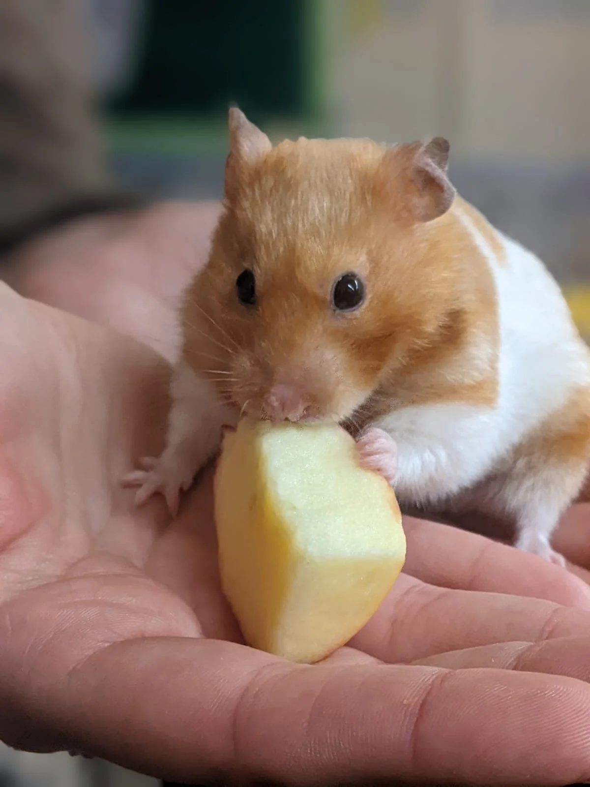 School pets and animals — William Harding School