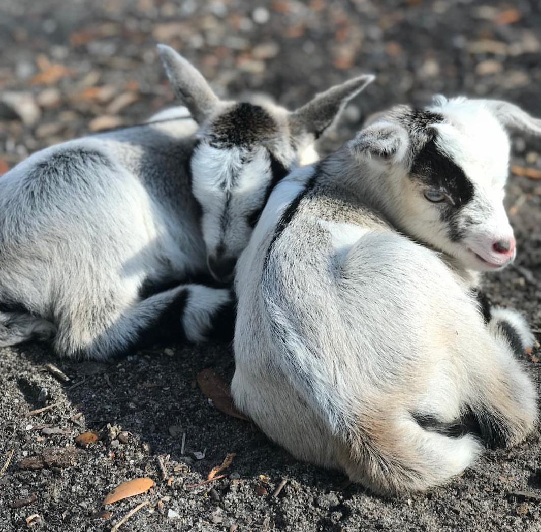 Natural Gathering Grounds