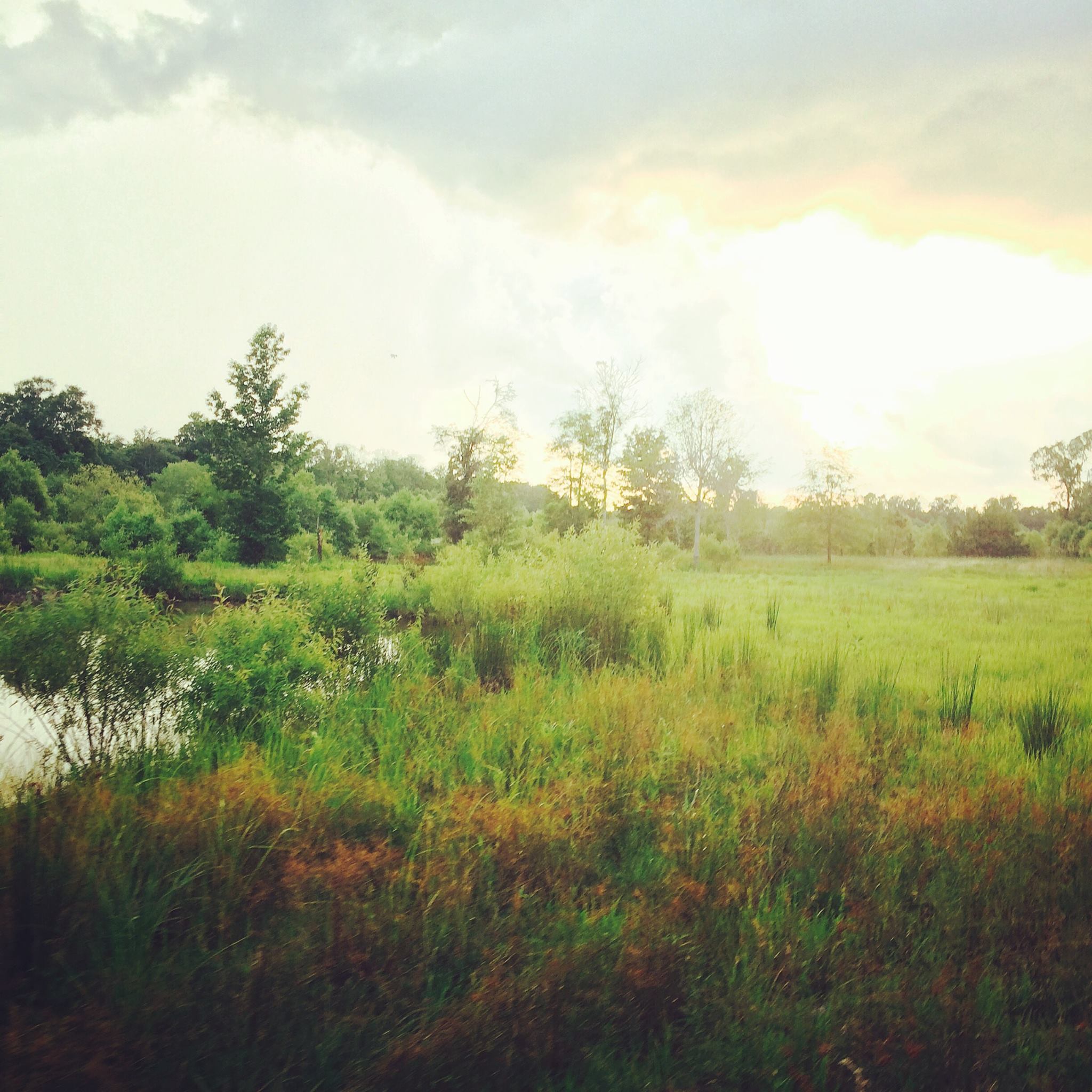 Natural Gathering Grounds