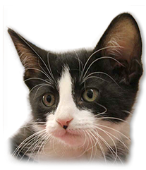 Start Over RoverStart Over Rover