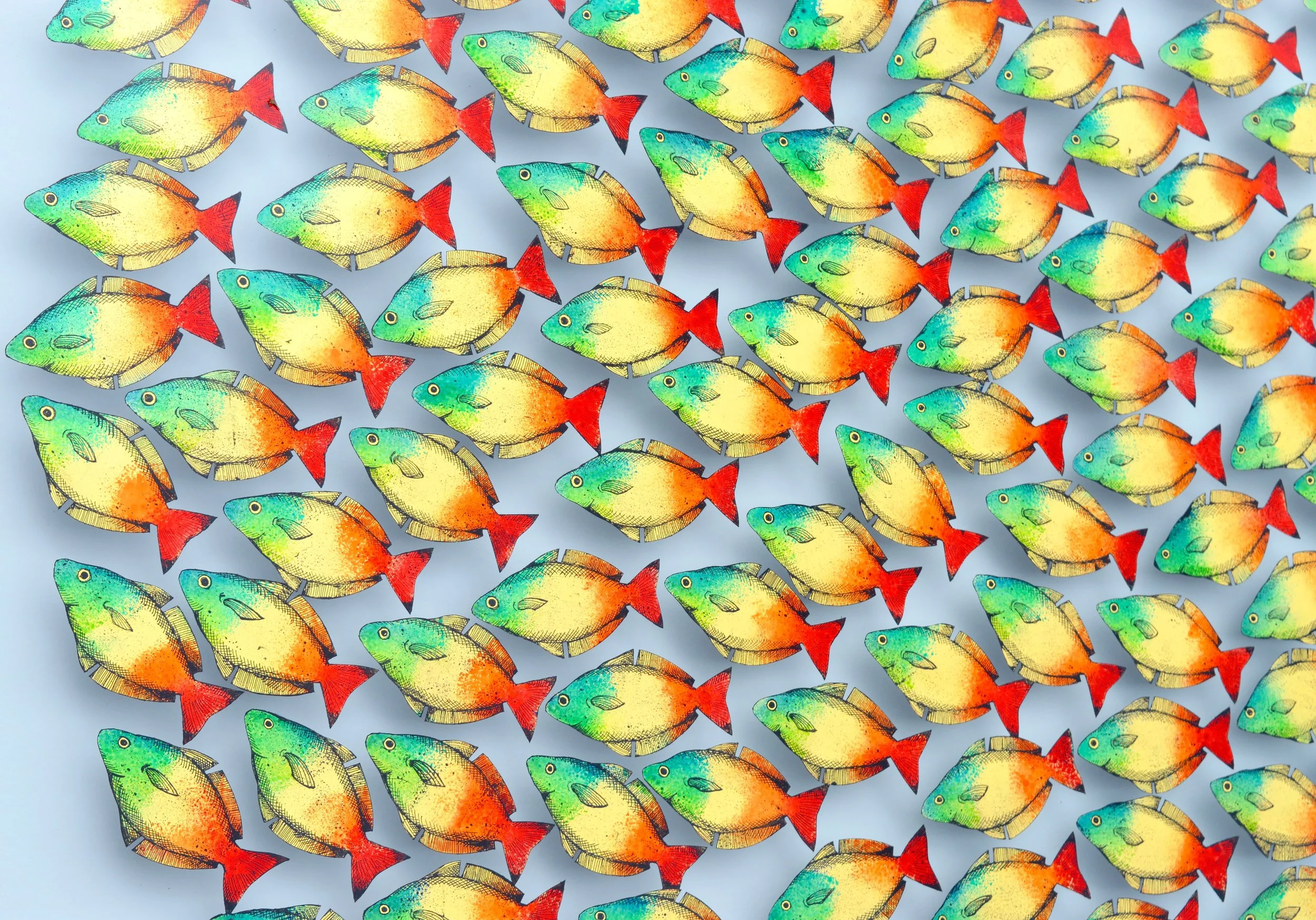 'Shoal of Boeseman's Rainbow Fish' — Danni Bradford Studio