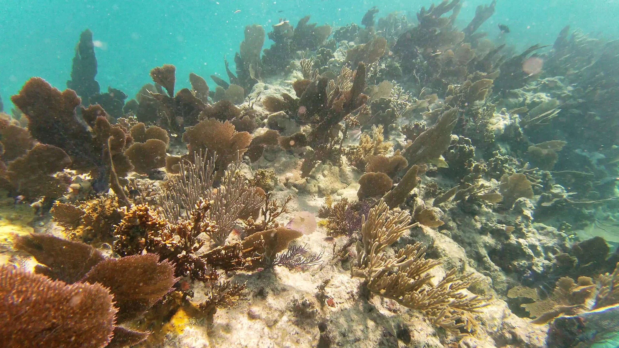 New Orleans Attractions & Discounts Pass – Top Things To Do