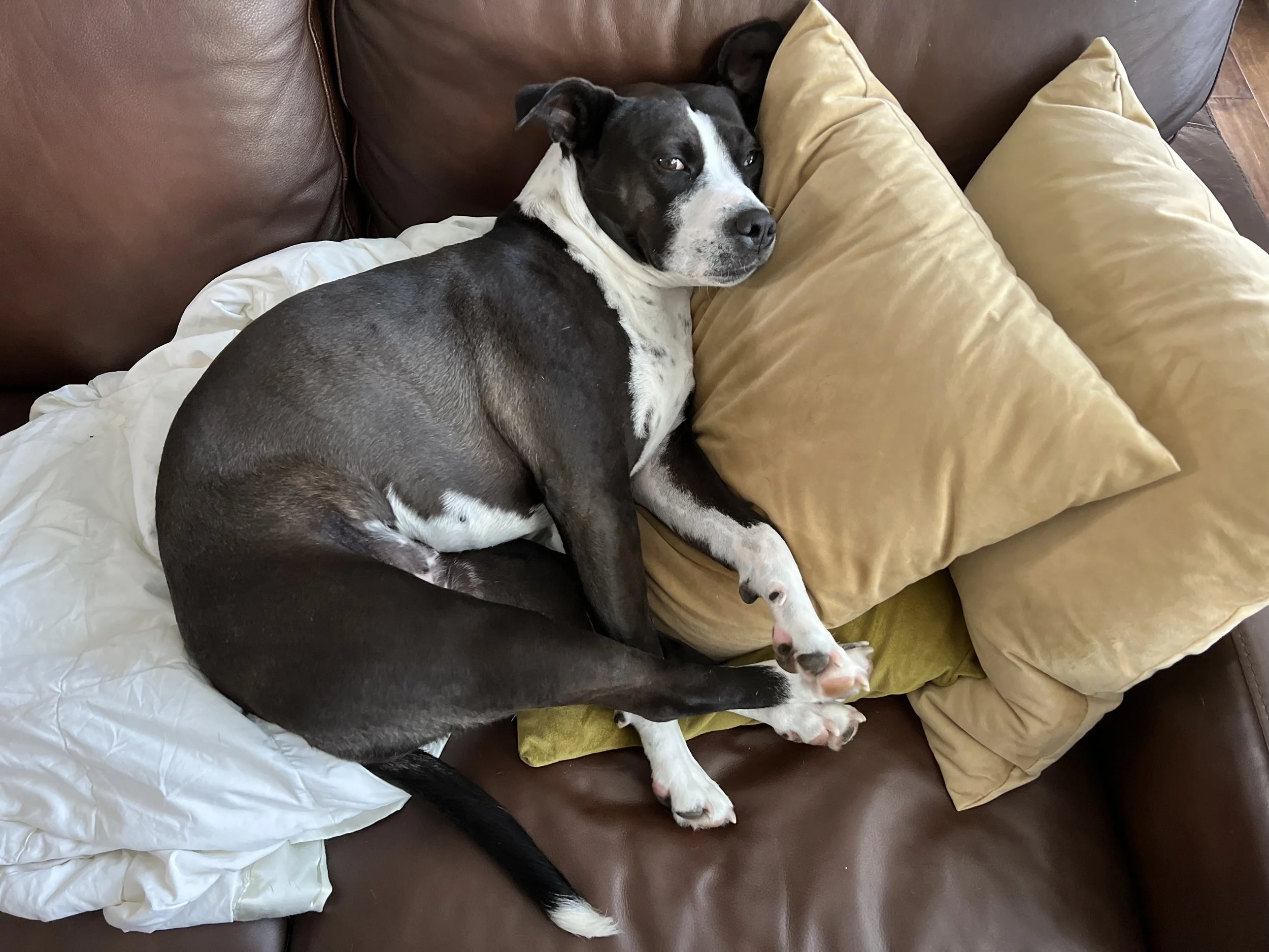 ABOUT — Healing Arts Collaborative