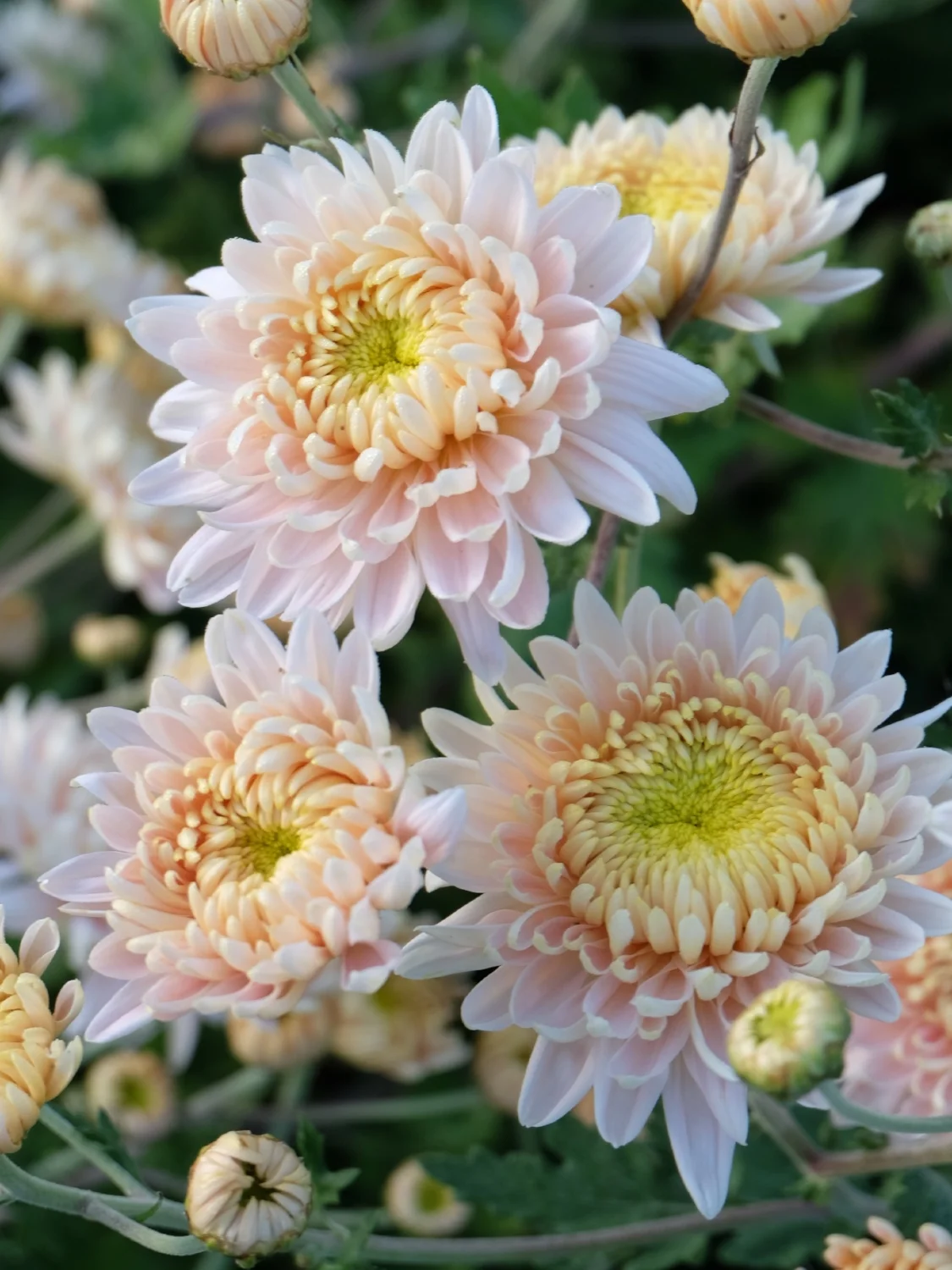 Blue Heron Farm- Photos