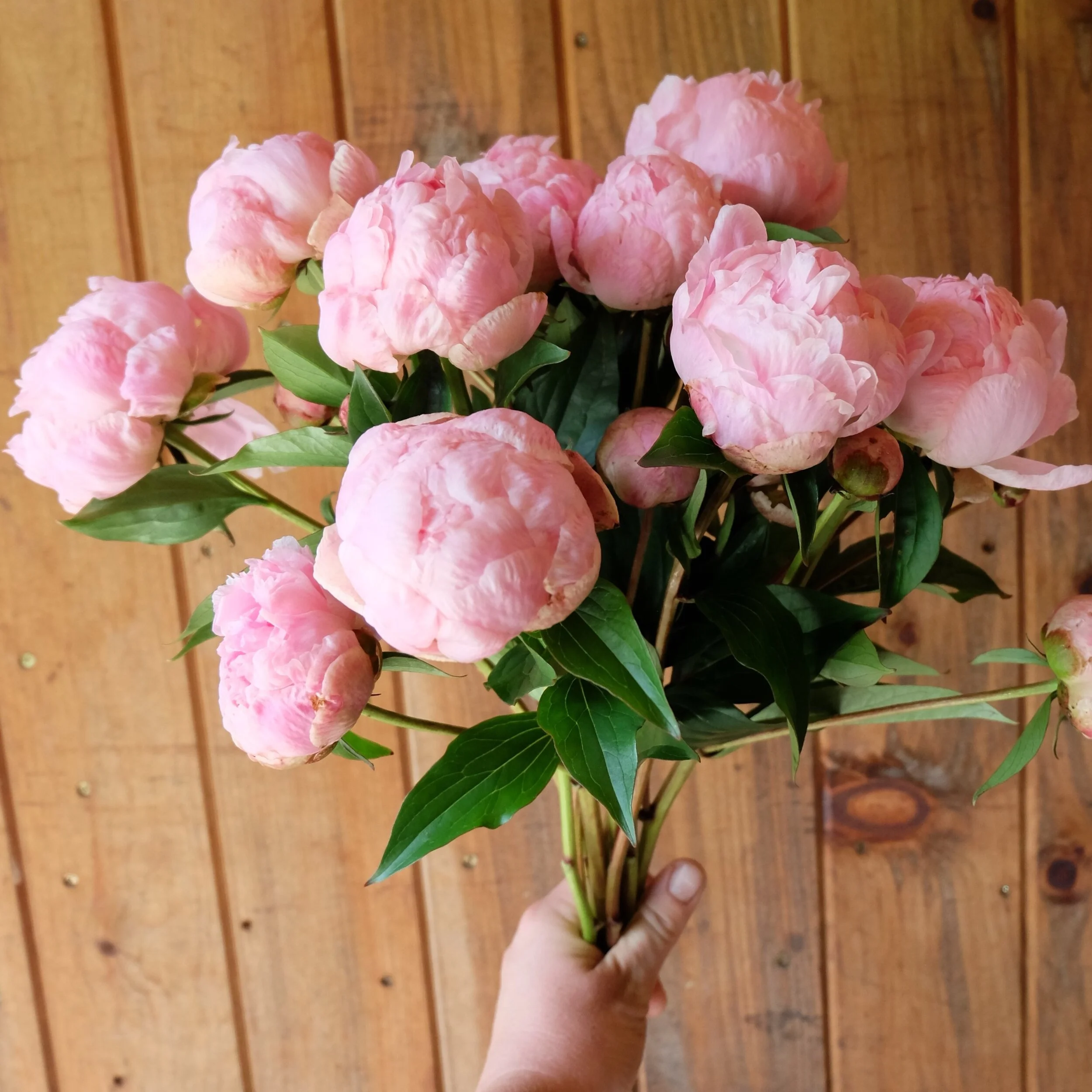 Blue Heron Farm- Store