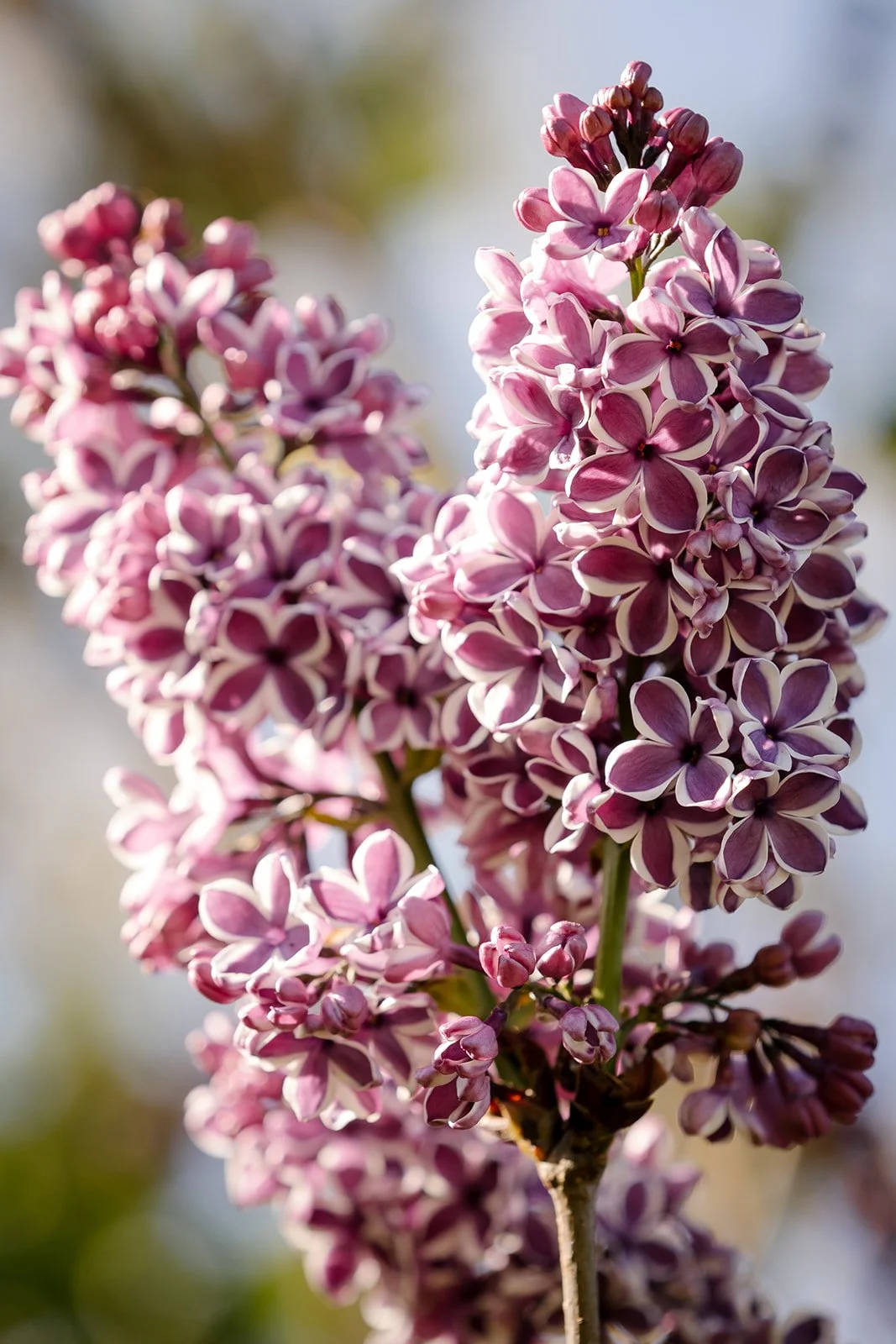 Panton Hill Garden — Ashley James Ashley James Gardens