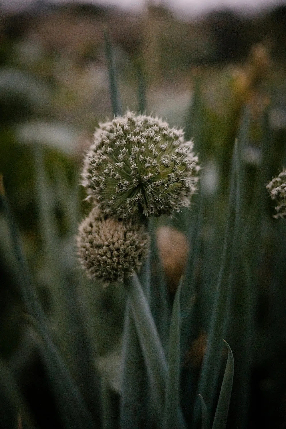 The Potager — Ashley James Ashley James Gardens