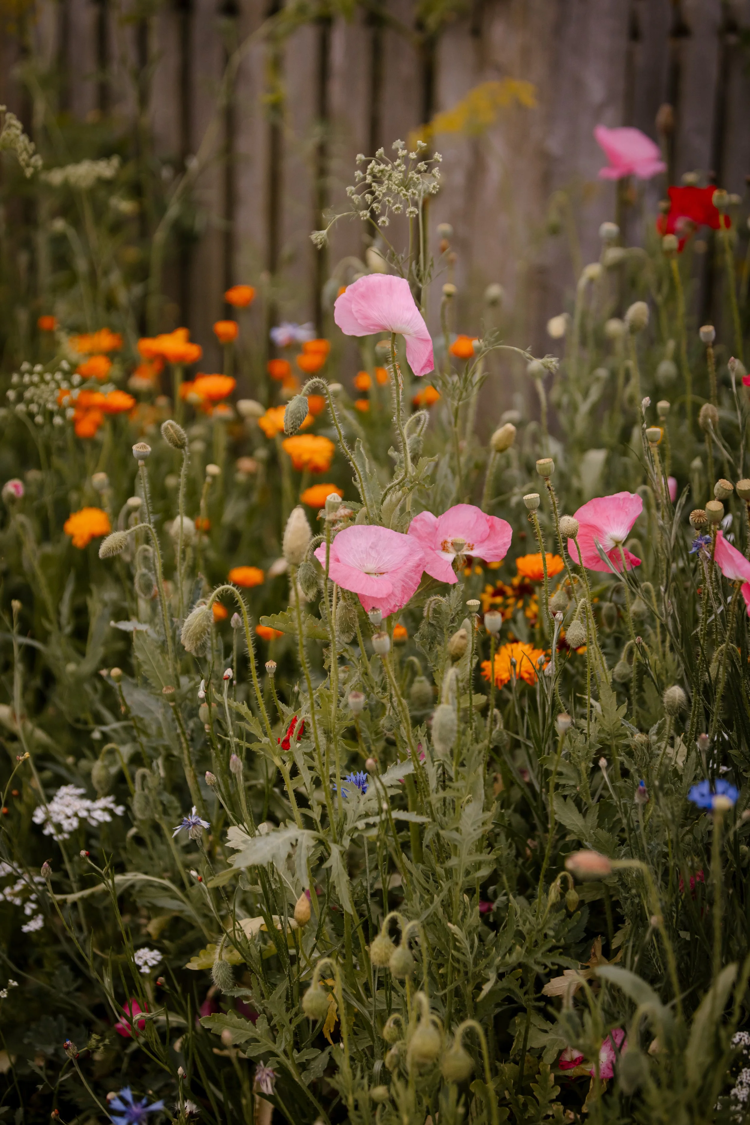 The Potager — Ashley James Ashley James Gardens