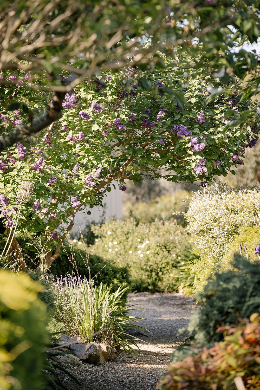 Panton Hill Garden — Ashley James Ashley James Gardens