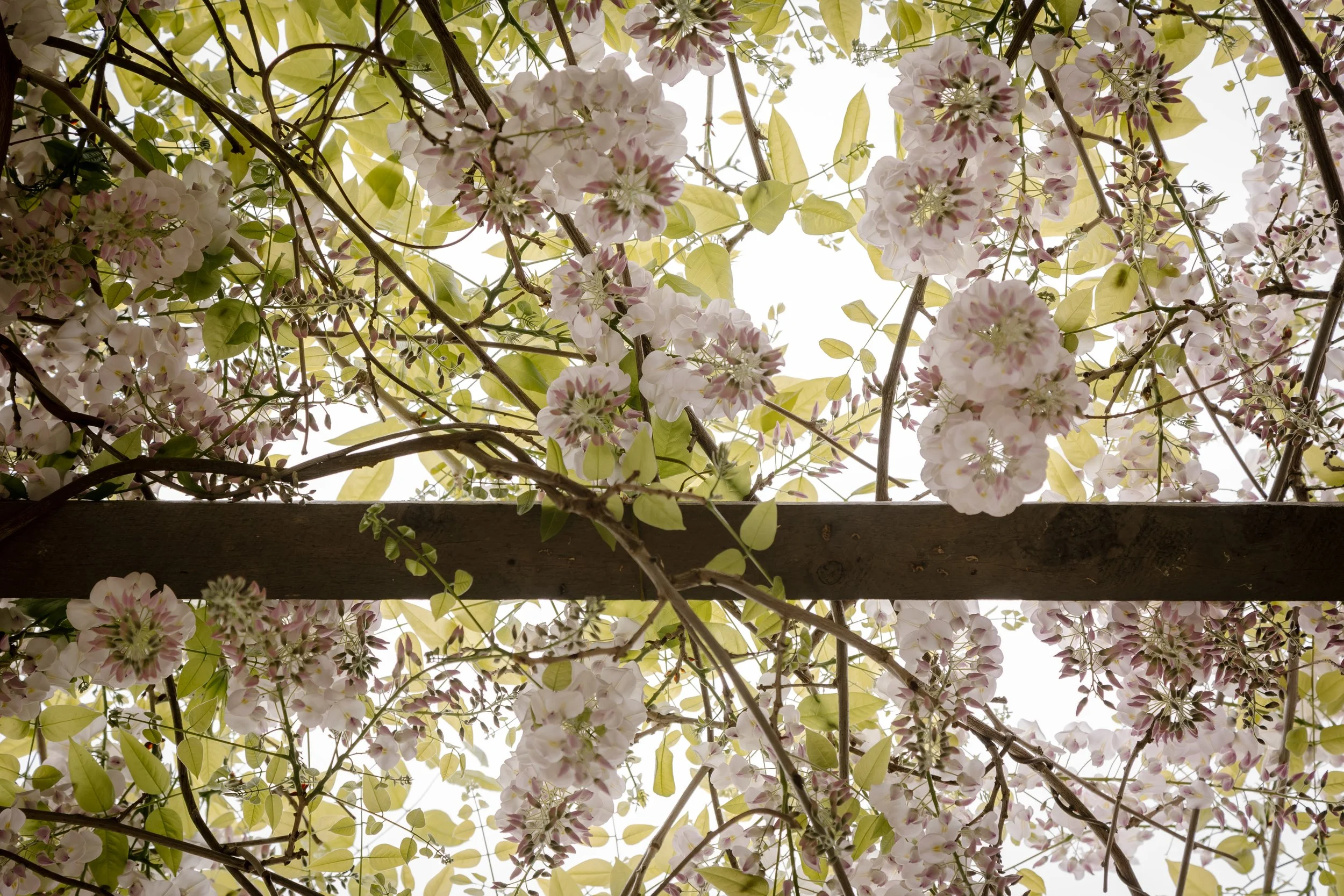 Cottage Courtyard — Ashley James Ashley James Gardens