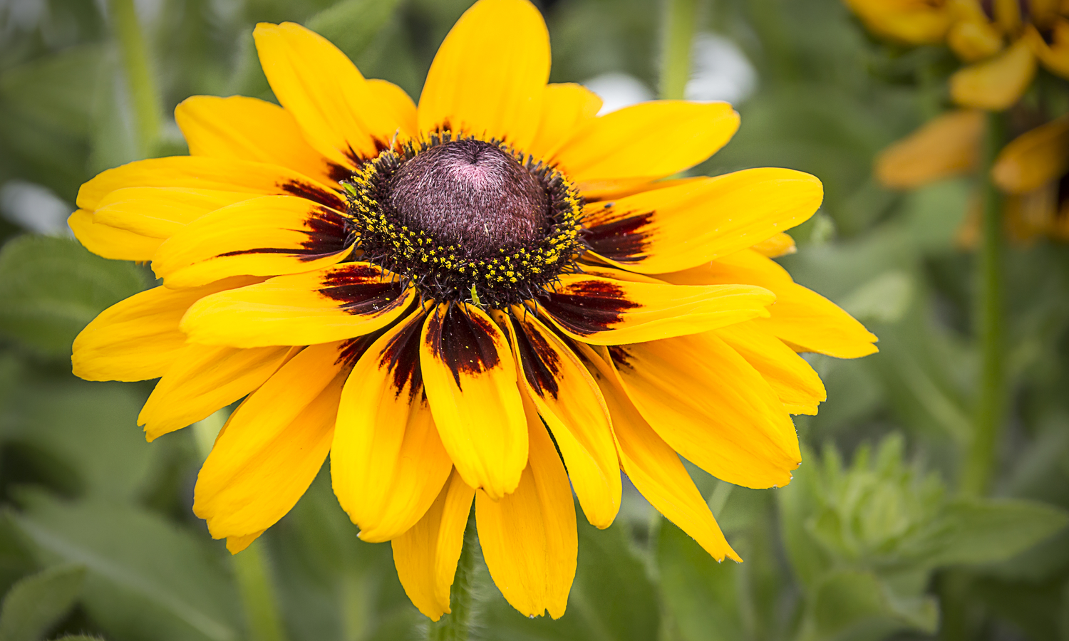 Madison Area Master Gardeners Association