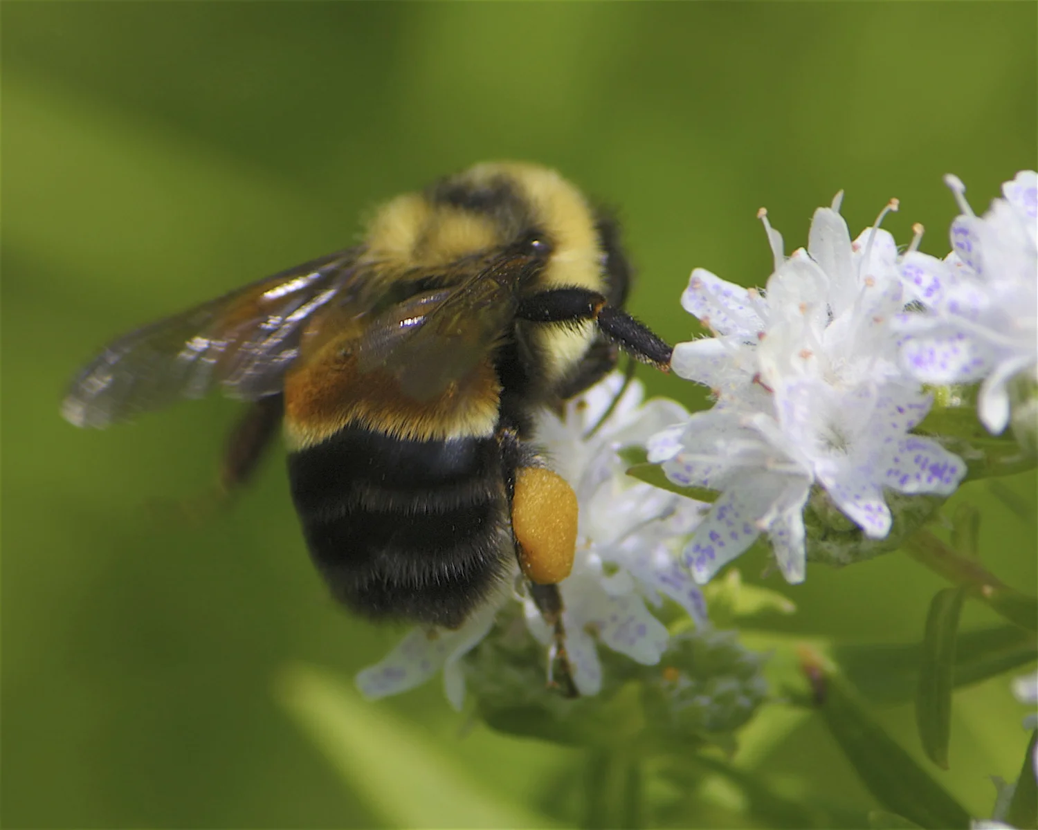 Garden Related Links — Madison Area Master Gardeners Association