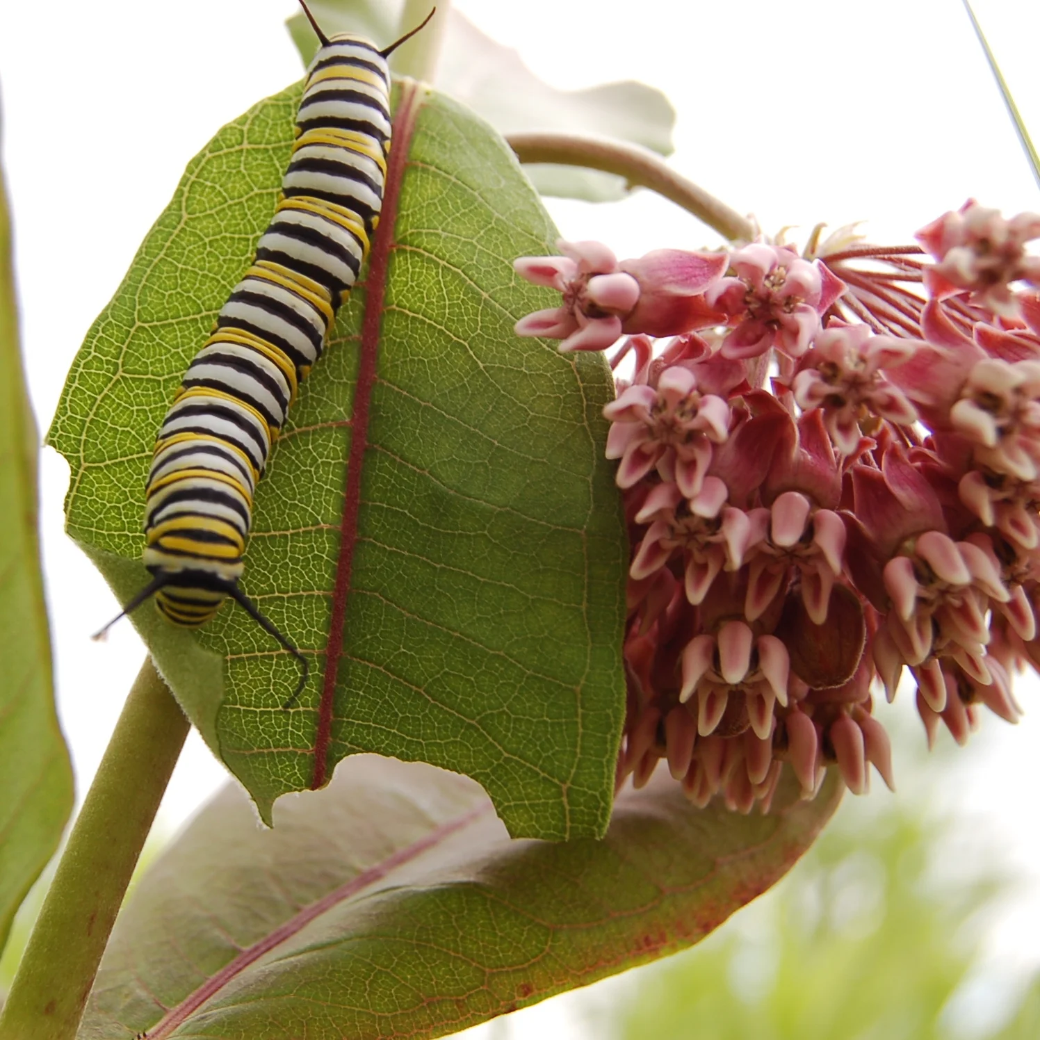 Newsletters — Madison Area Master Gardeners Association